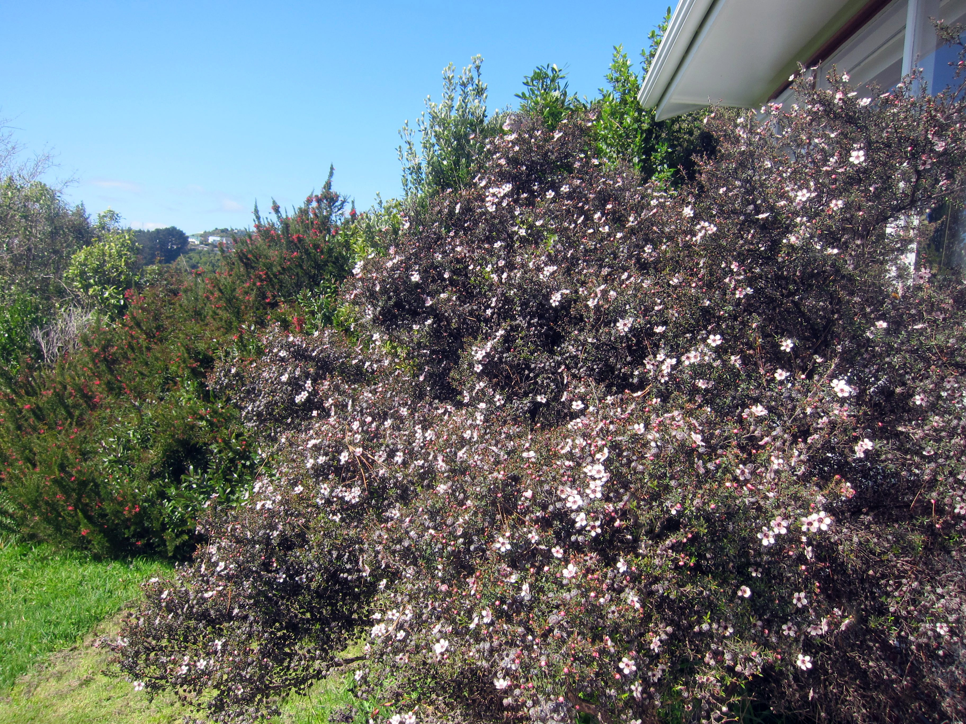 Spring manuka blossom | Waikanae Watch