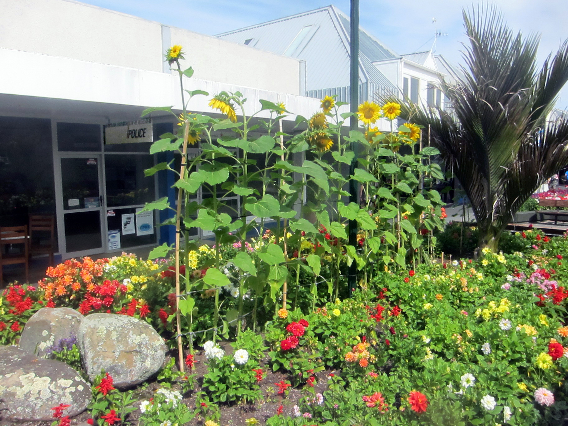 Mahara Place sunflowers | Waikanae Watch