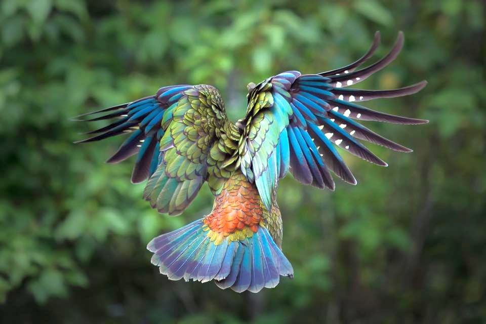 native kea bird colours | Waikanae Watch