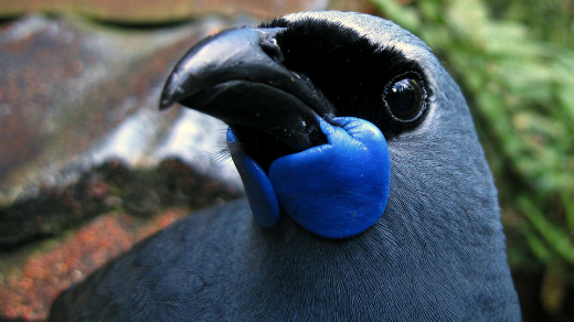 The Kōkako was voted New Zealand’s Bird of the Year for 2016 | Waikanae ...