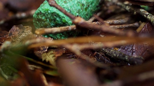 Rules on 1080 poison drops taken out of regional local government hands ...