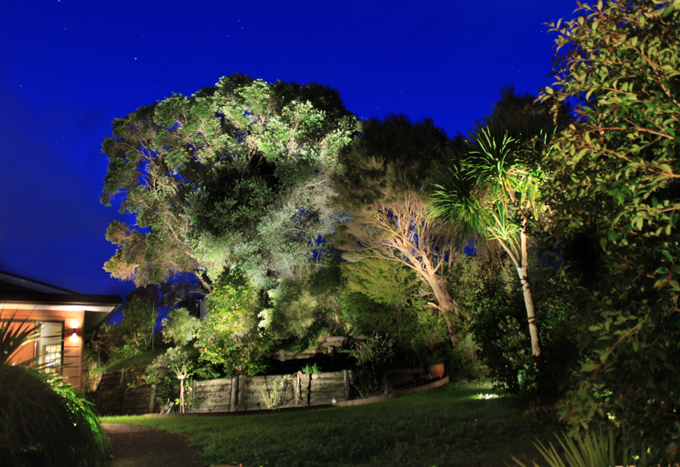 trees can look great at night, too | Waikanae Watch