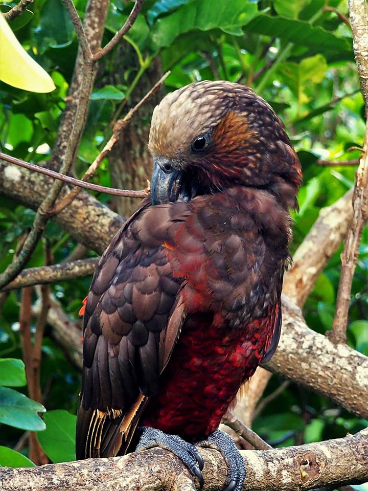 a kaka on Kapiti | Waikanae Watch