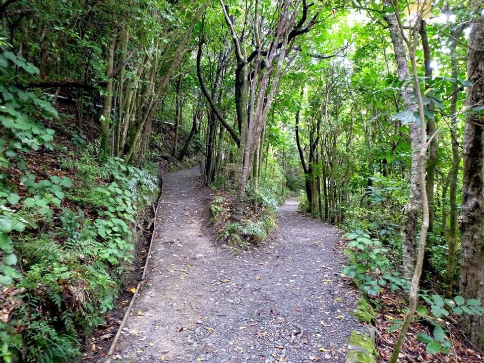 native bush path | Waikanae Watch