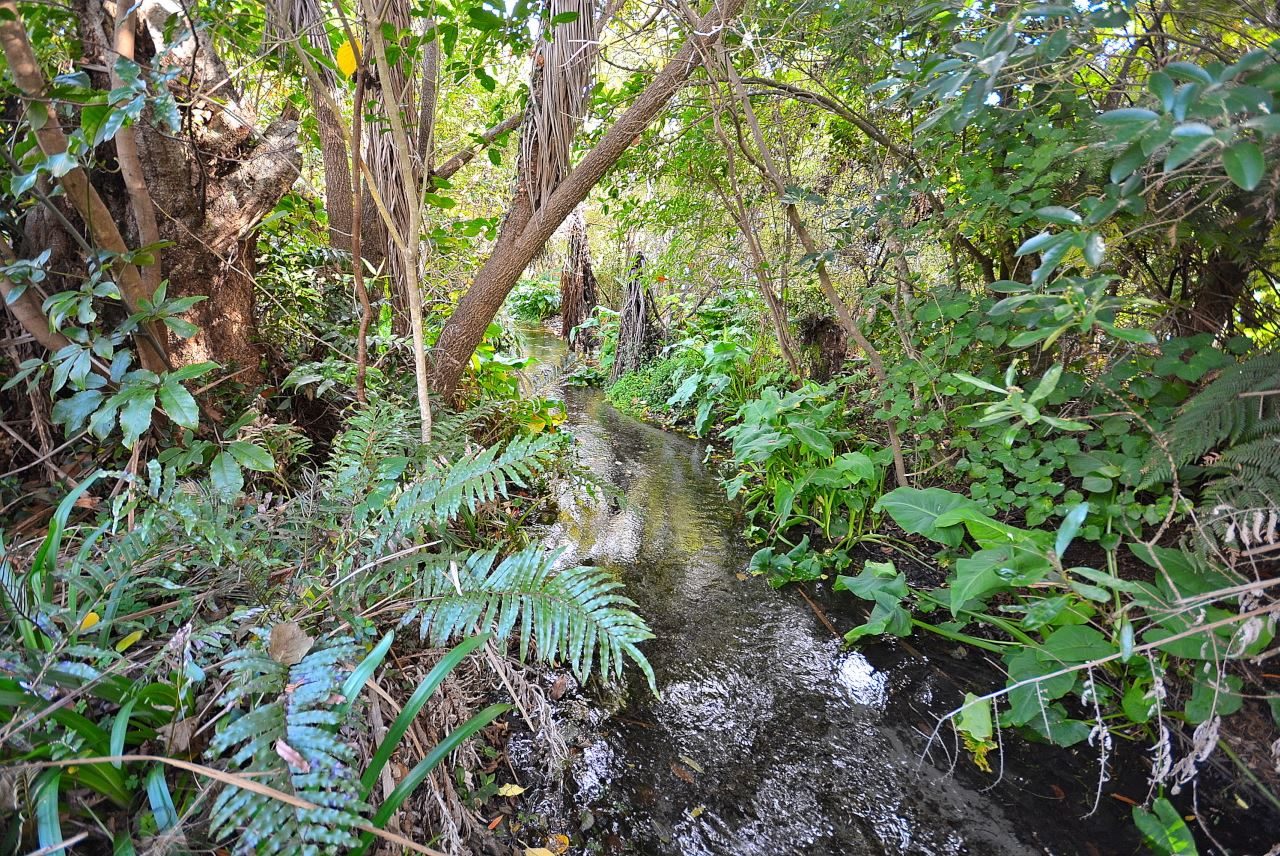 the Waimeha stream in the woods | Waikanae Watch