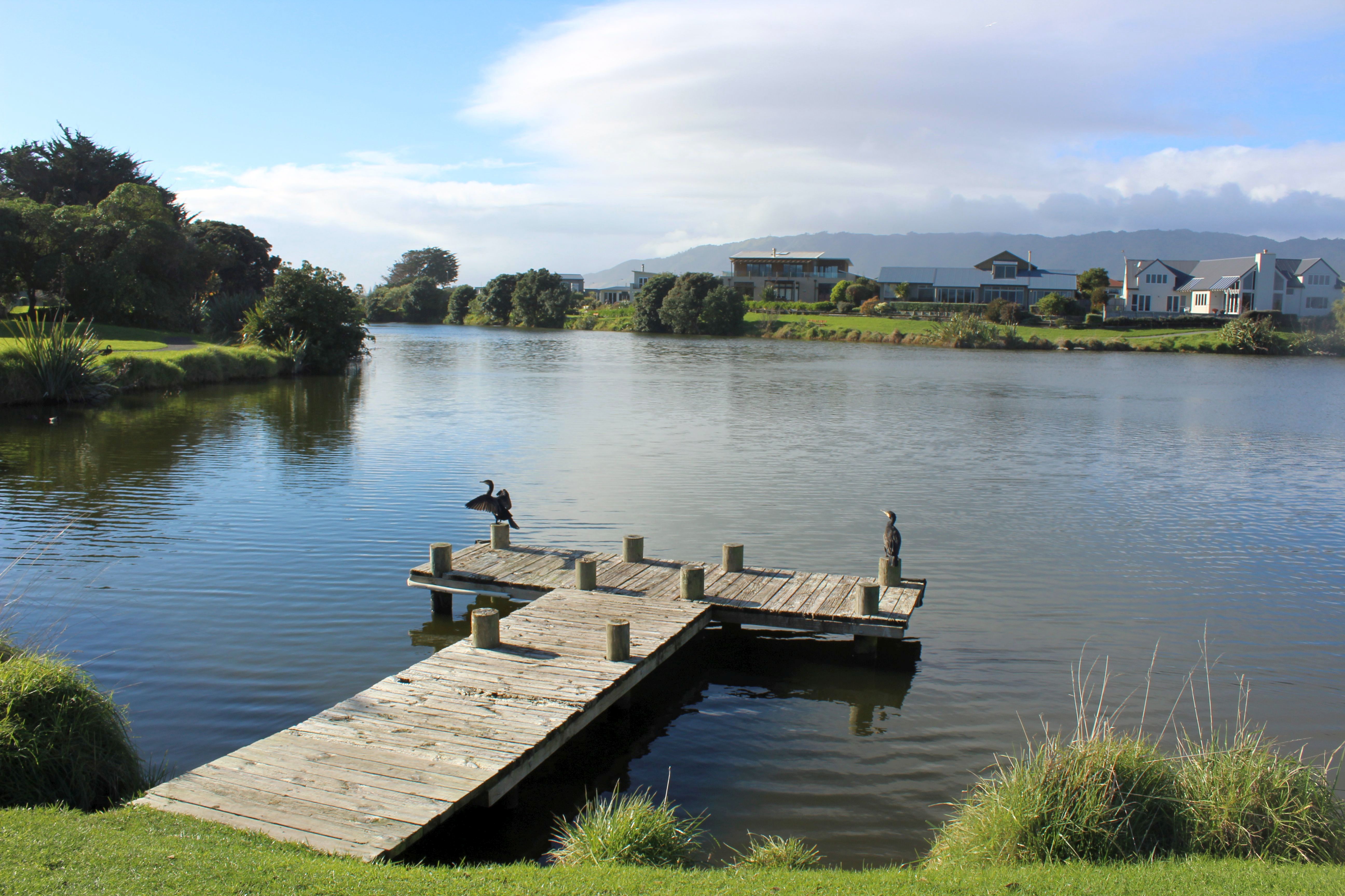 shags on the Waimanu lagoon jetty | Waikanae Watch