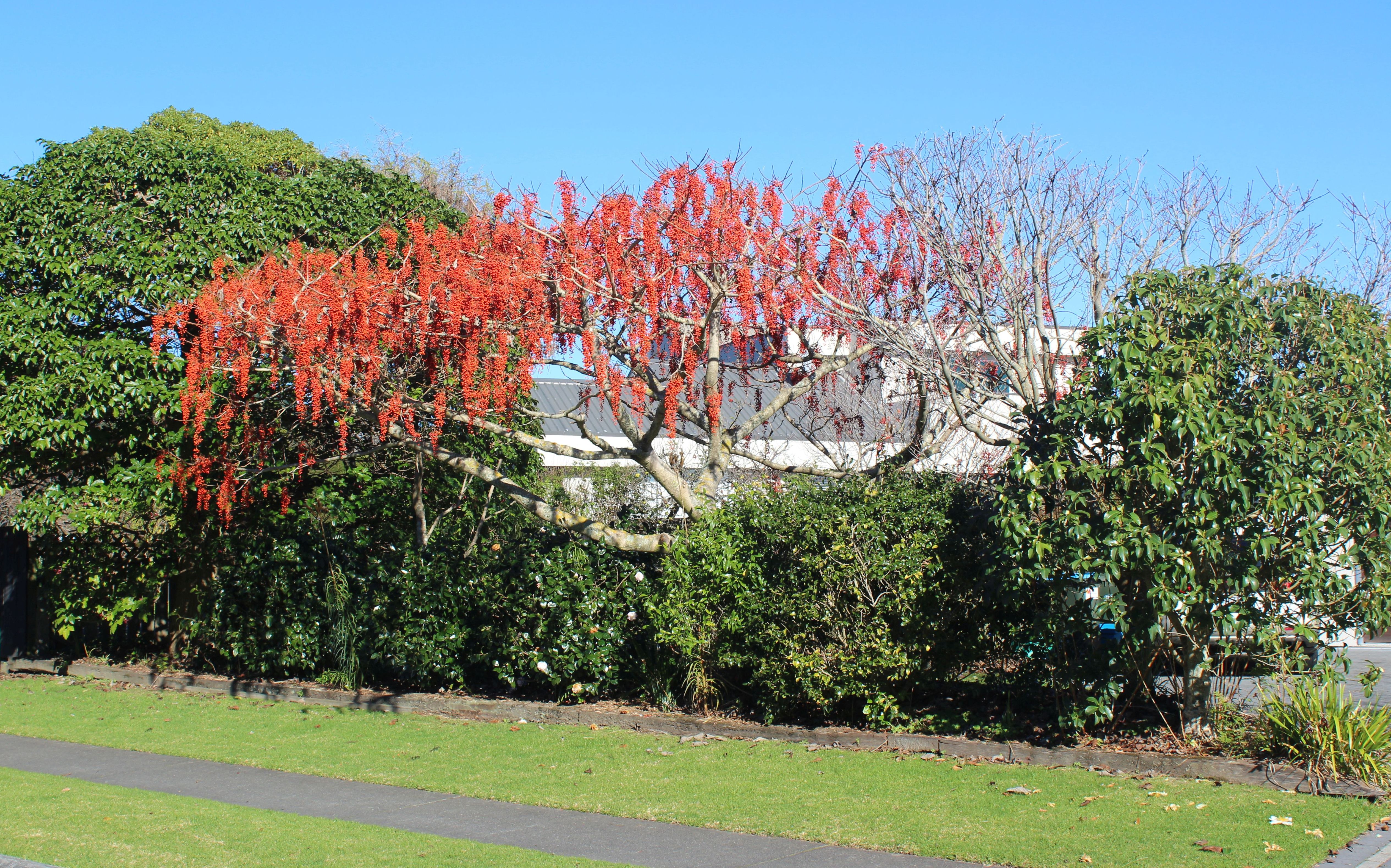 ‘Idesia polycarpa’ — female Igiri tree in Kahu Cres | Waikanae Watch