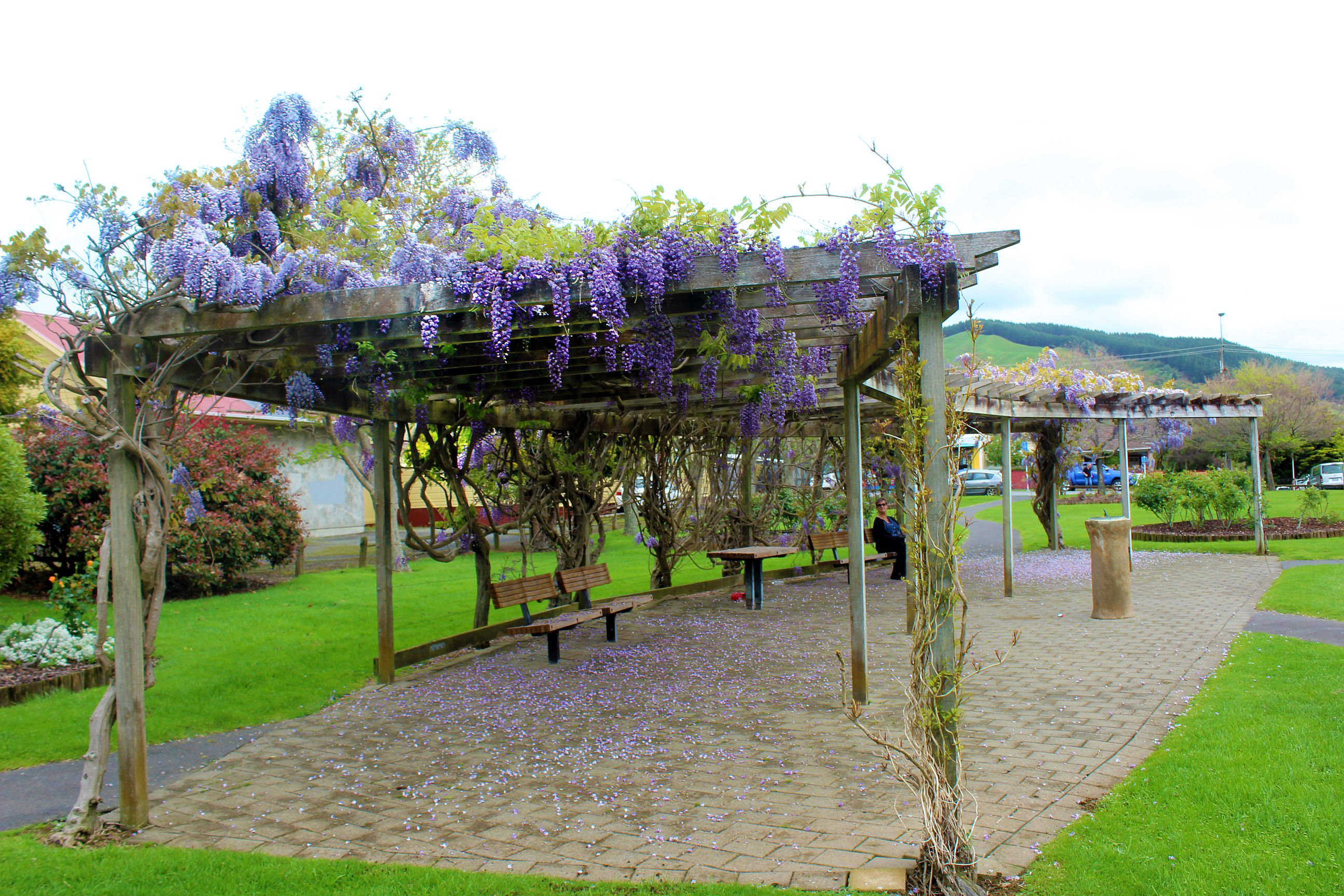 violet pergola blossom, War Memorial Park | Waikanae Watch