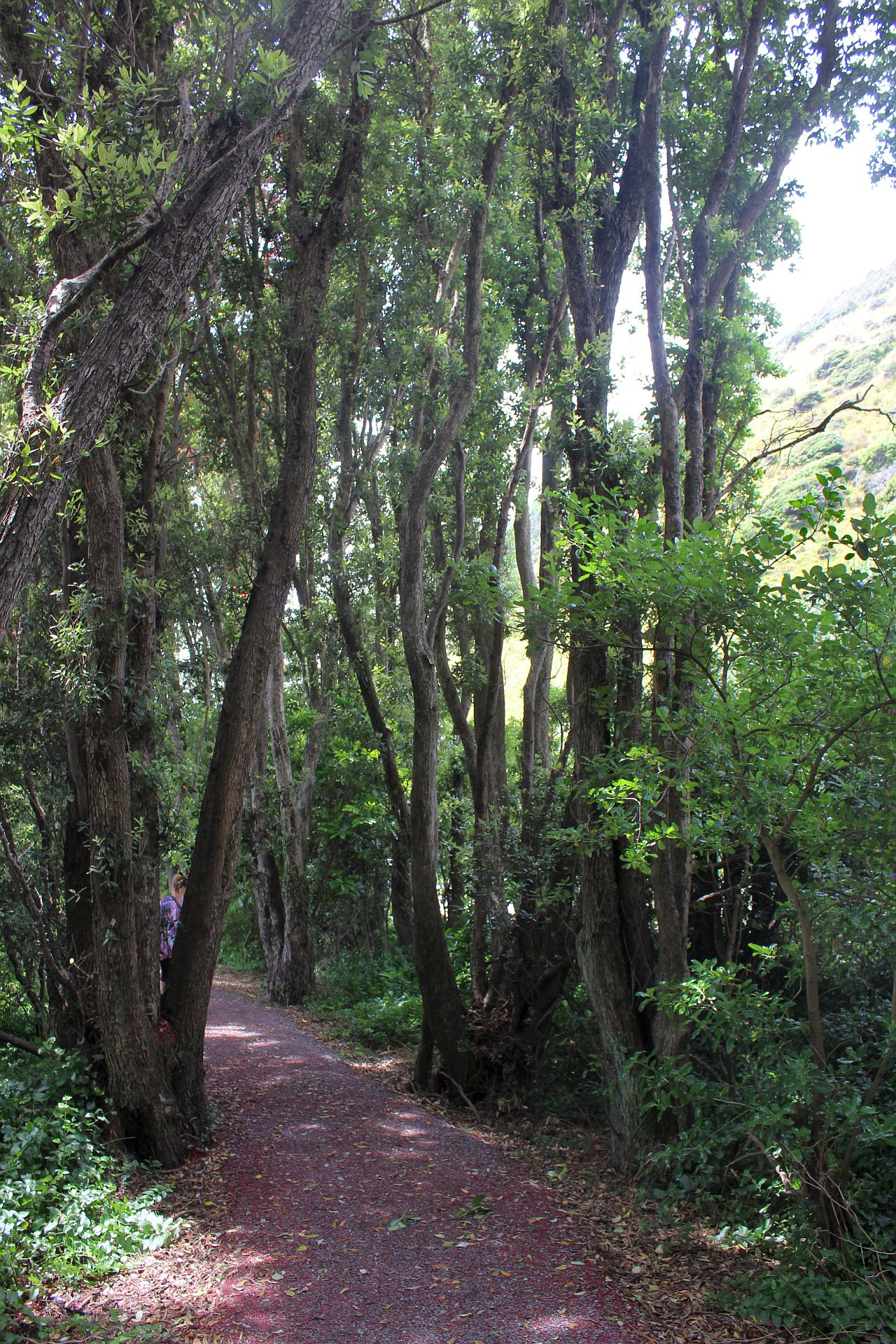 path through the pohutukawa trees | Waikanae Watch