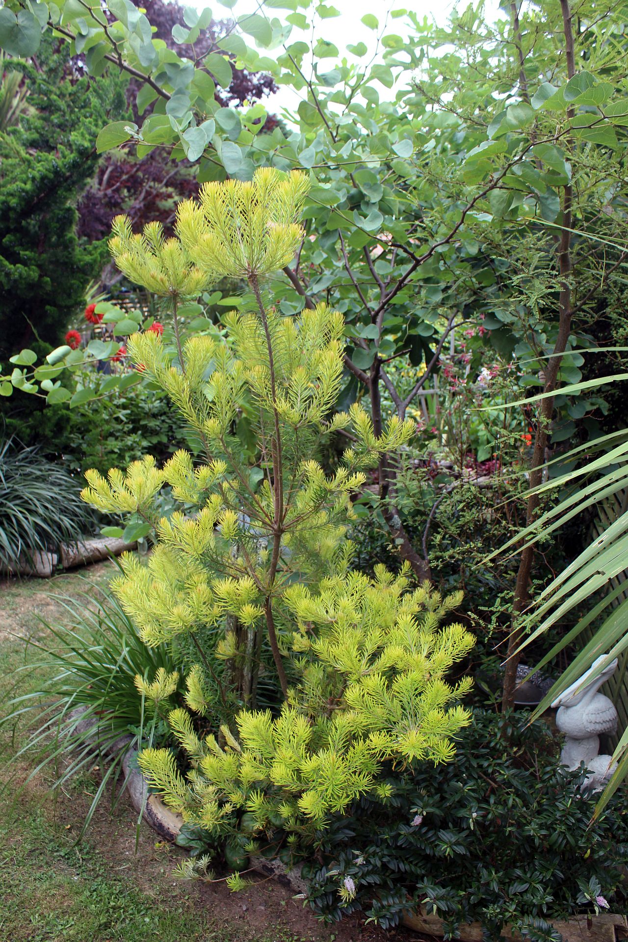 Phylica pubescens | Waikanae Watch