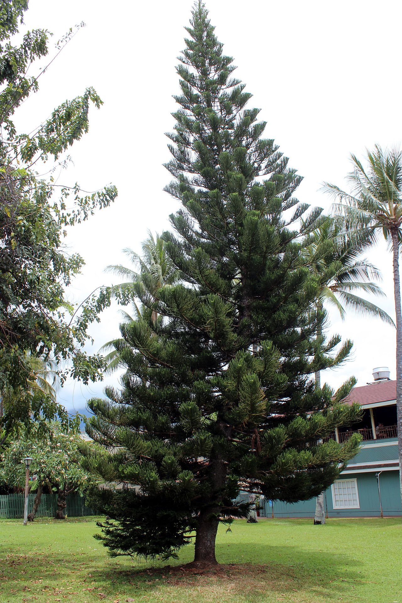 Norfolk pine trees in Waikanae and Hawaii | Waikanae Watch