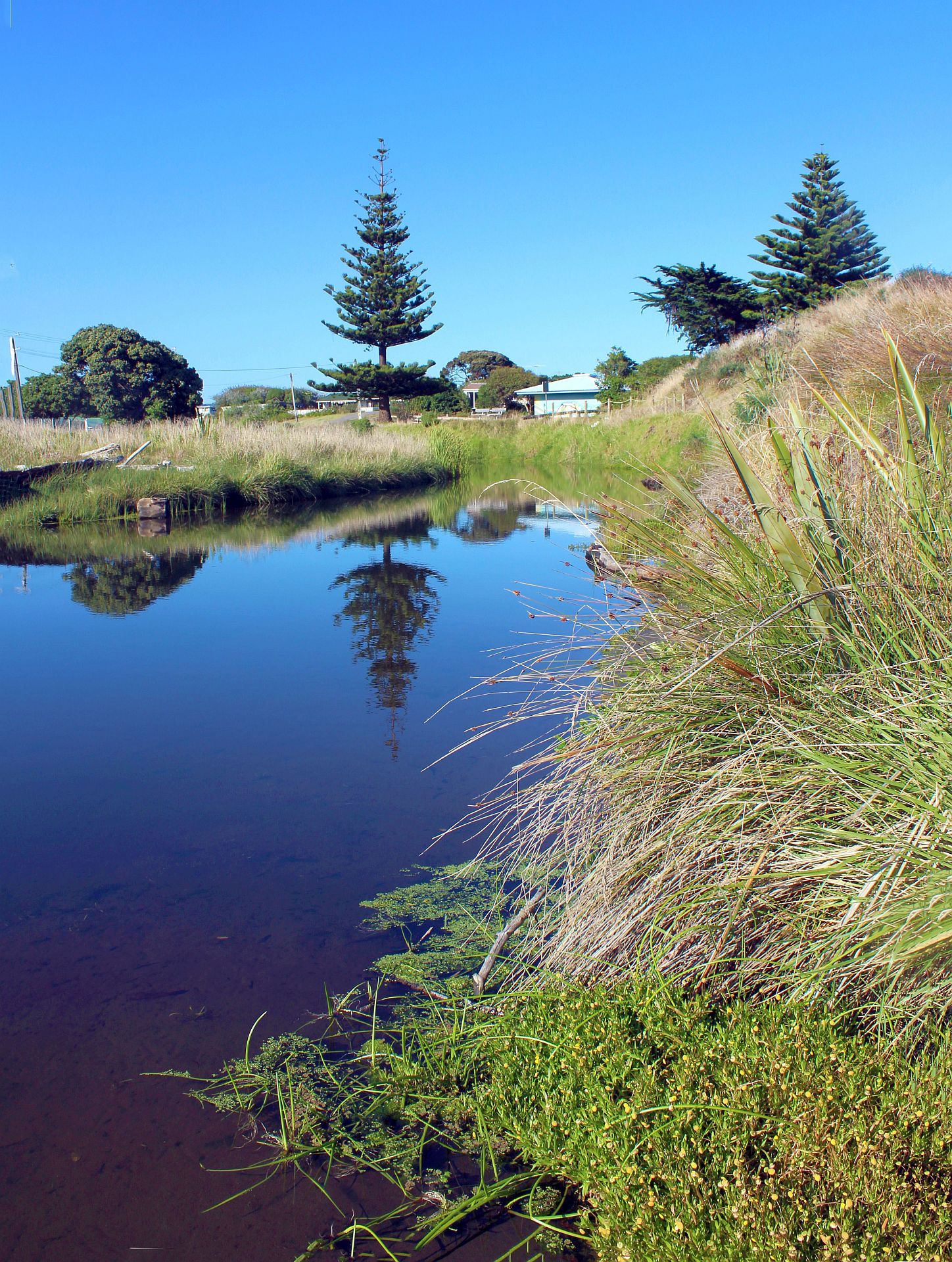 Waimeha Stream scene | Waikanae Watch