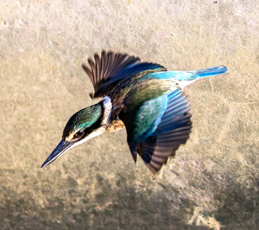 capturing Kotare (Kingfishers) with a camera | Waikanae Watch