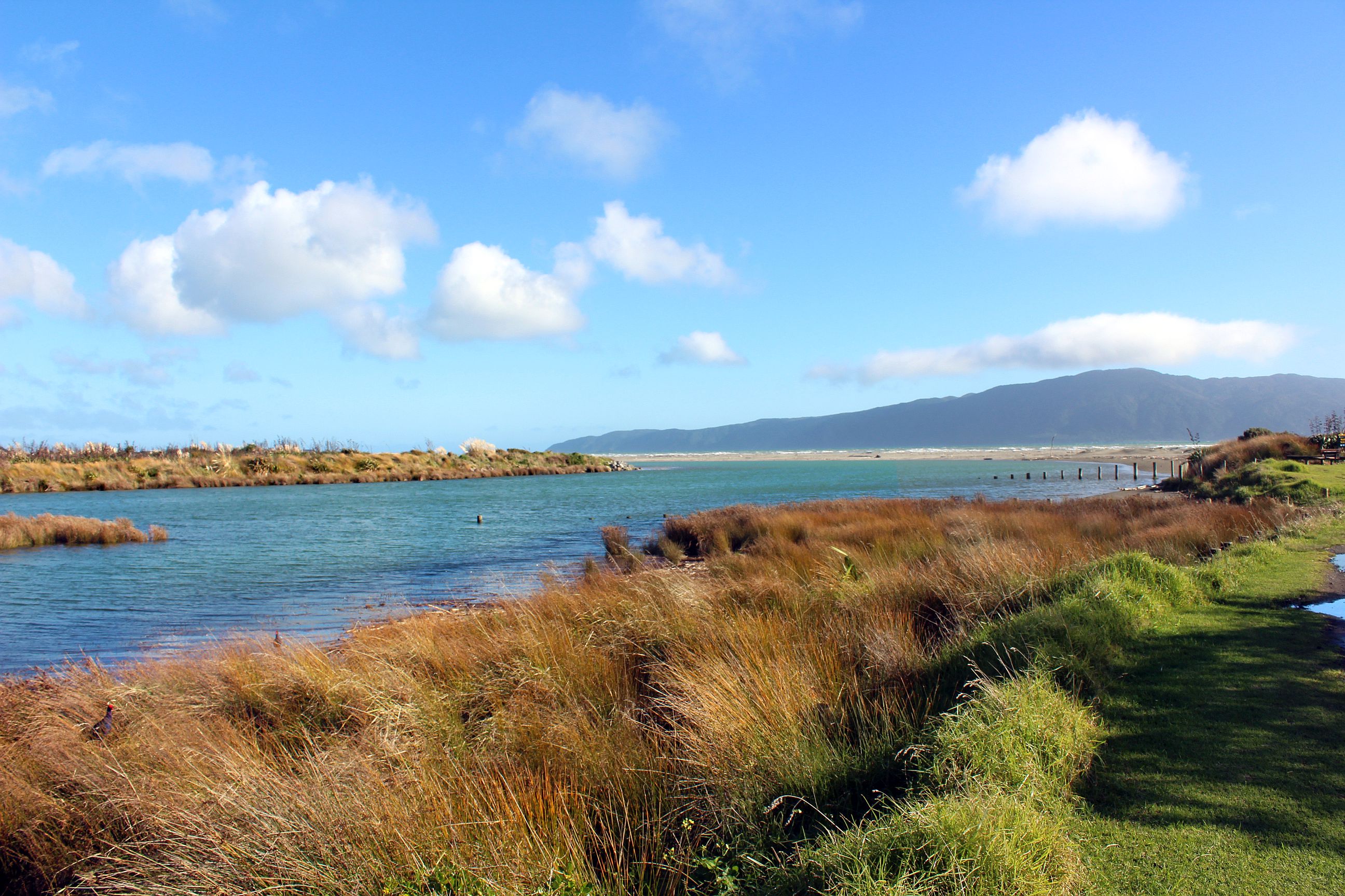 estuary-grasses | Waikanae Watch