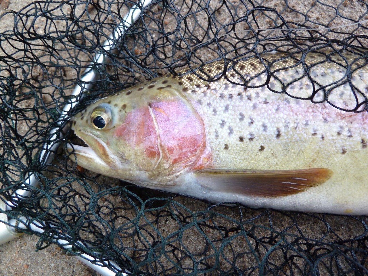 Is 1080 poison harmful to Trout and Stream Ecology? | Waikanae Watch