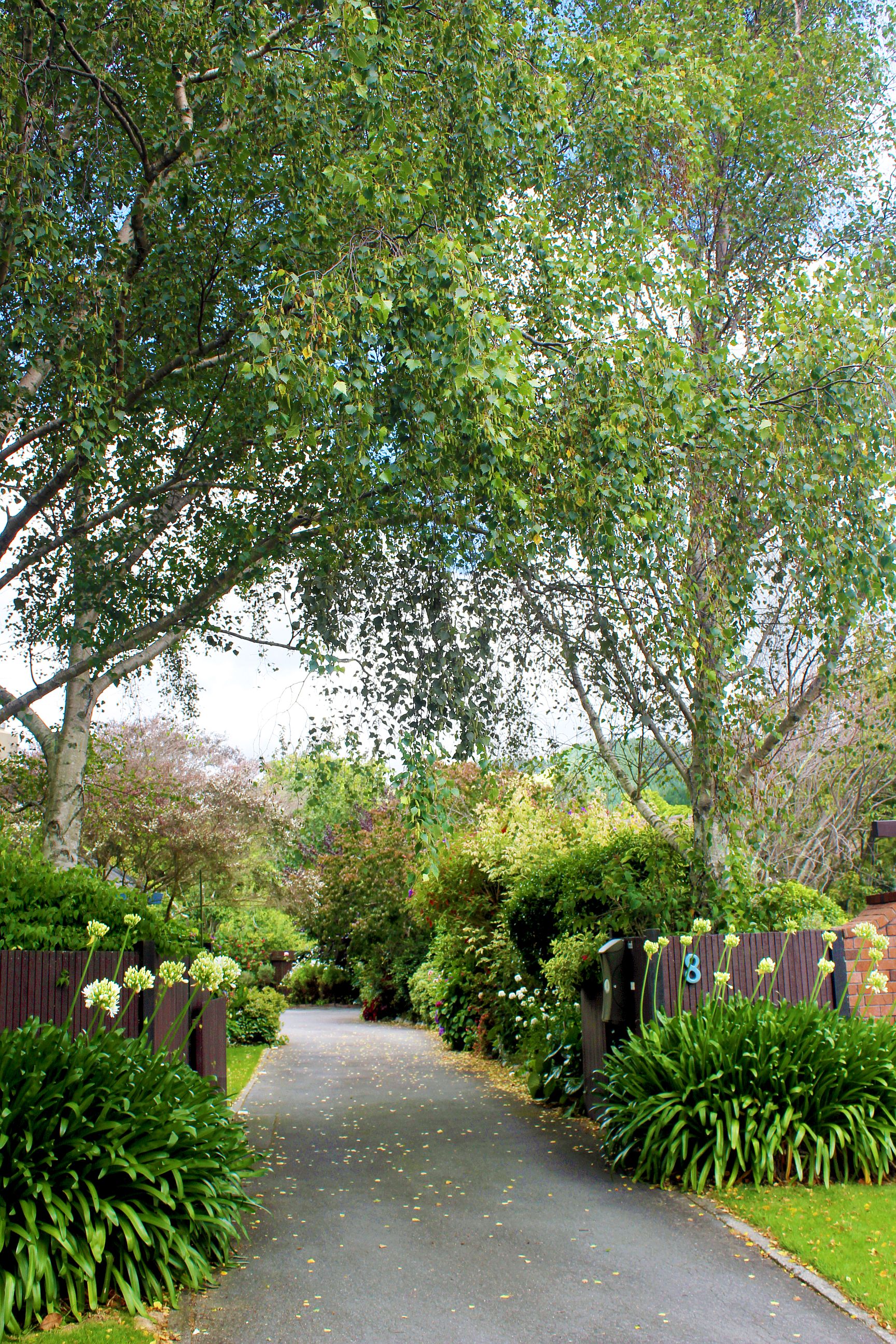 maple-lane-street-frontage | Waikanae Watch