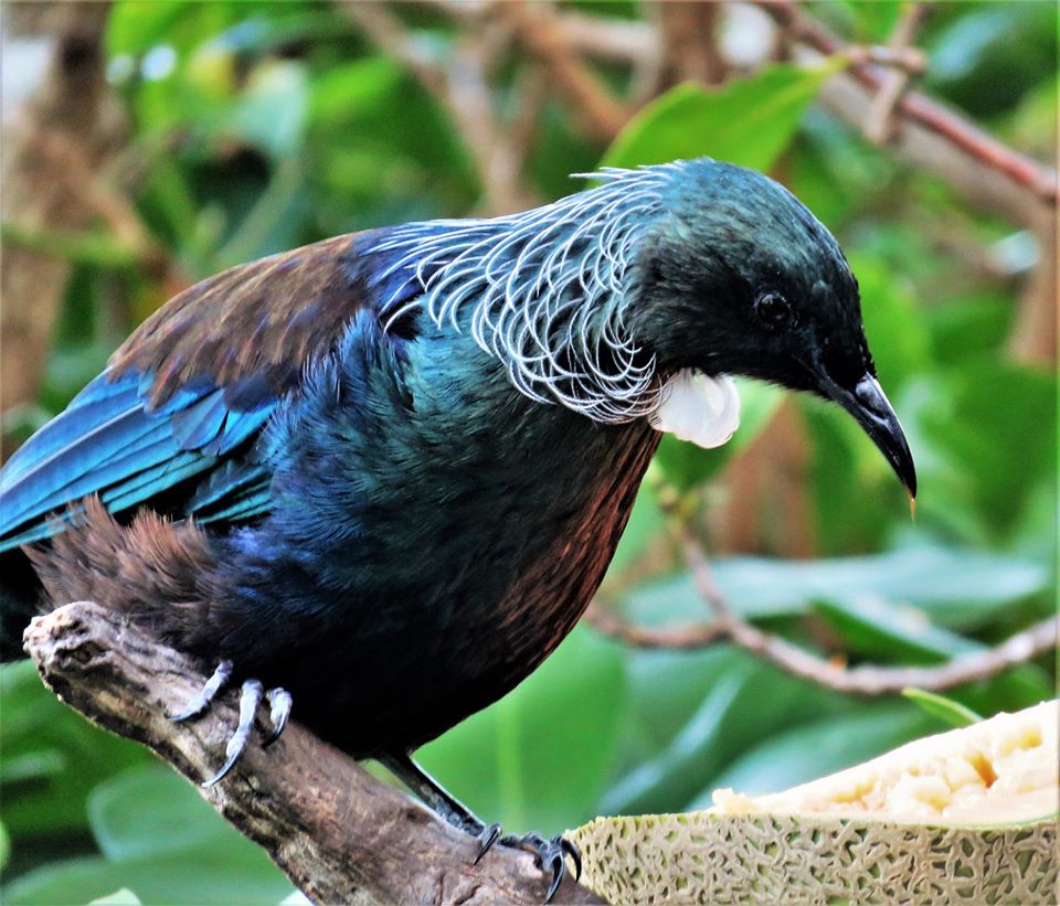 tui close-ups | Waikanae Watch