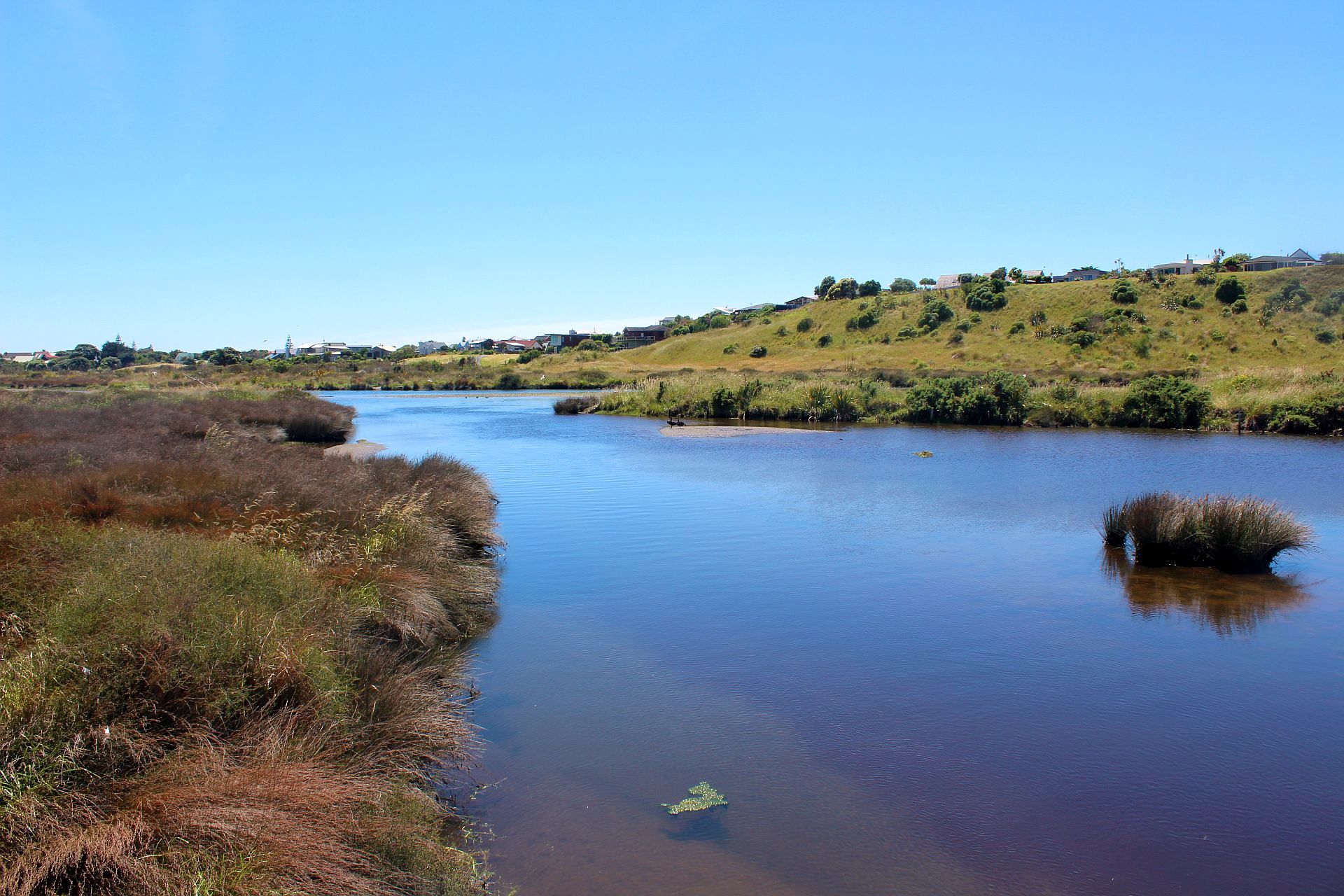 in the estuary | Waikanae Watch