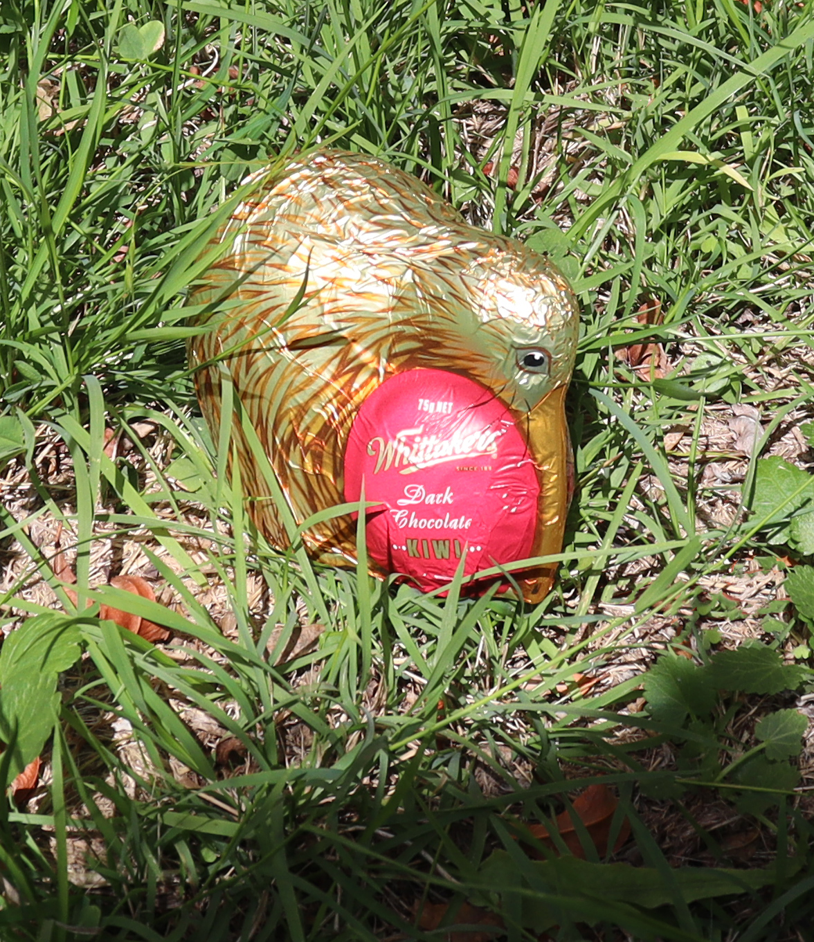 golden-kiwi | Waikanae Watch