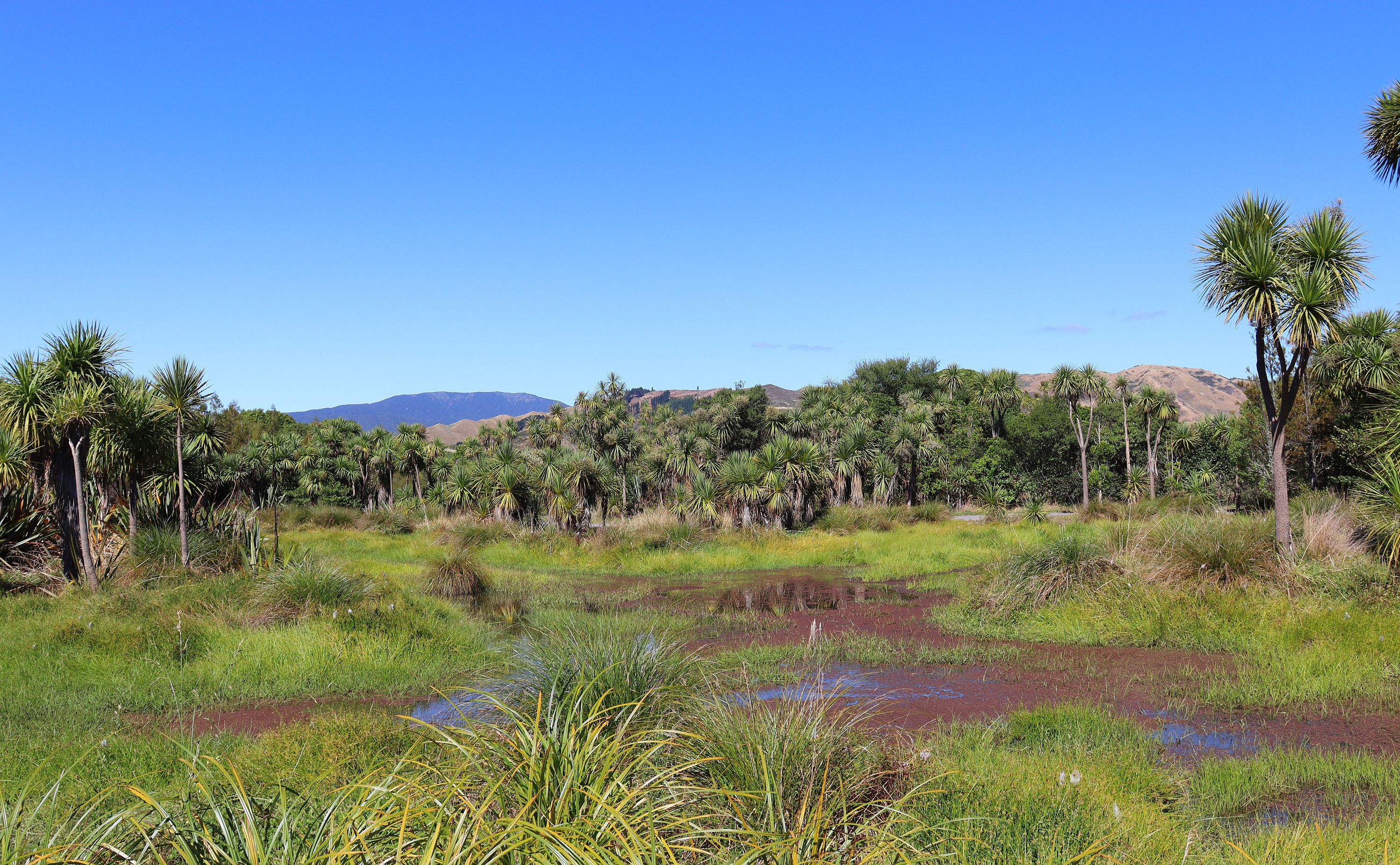 south bank swamp | Waikanae Watch