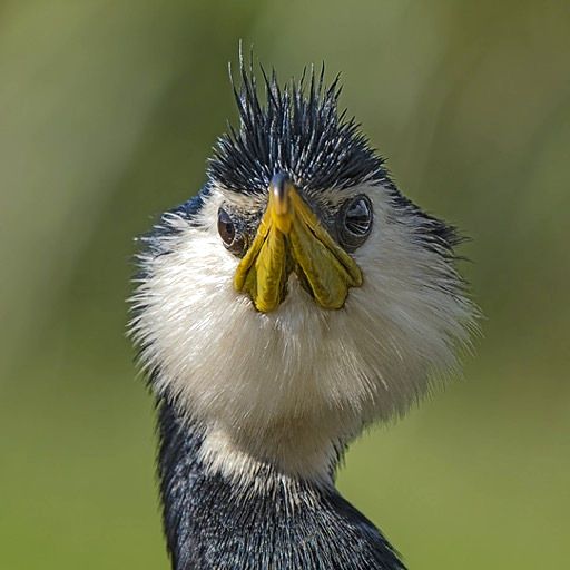 a-superior-shag-by-barry-culling | Waikanae Watch