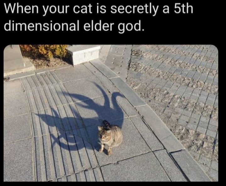 for some light relief: cat memes | Waikanae Watch