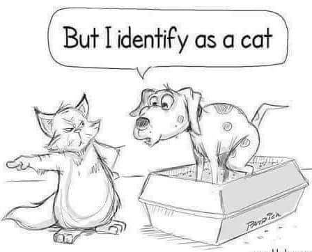 cat-not-dog | Waikanae Watch
