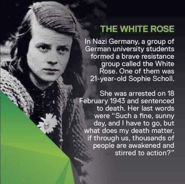 white-rose-resistance | Waikanae Watch