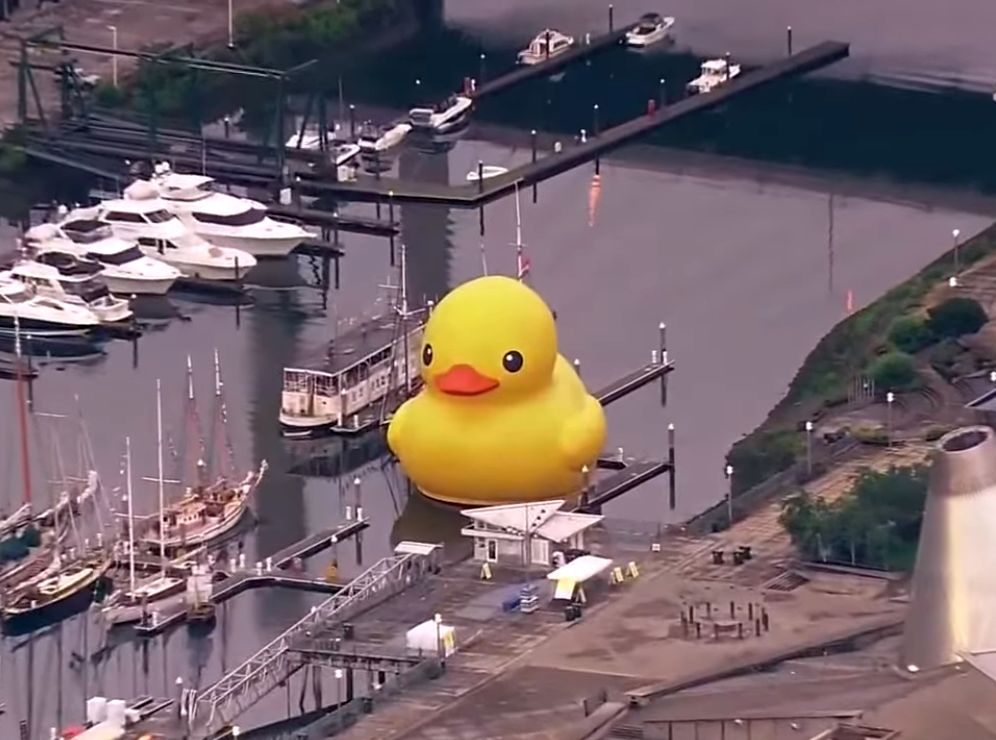 quack | Waikanae Watch
