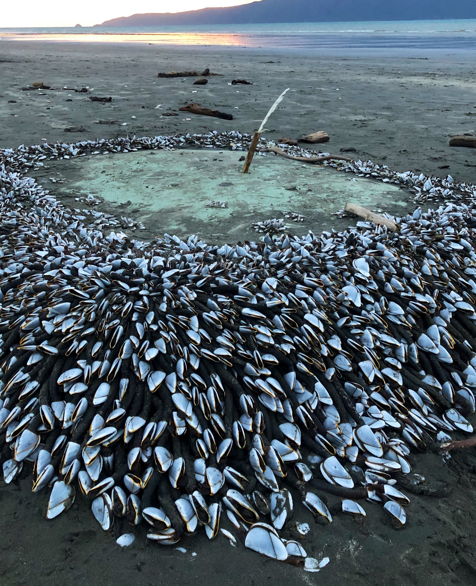 barnacles on the beach | Waikanae Watch