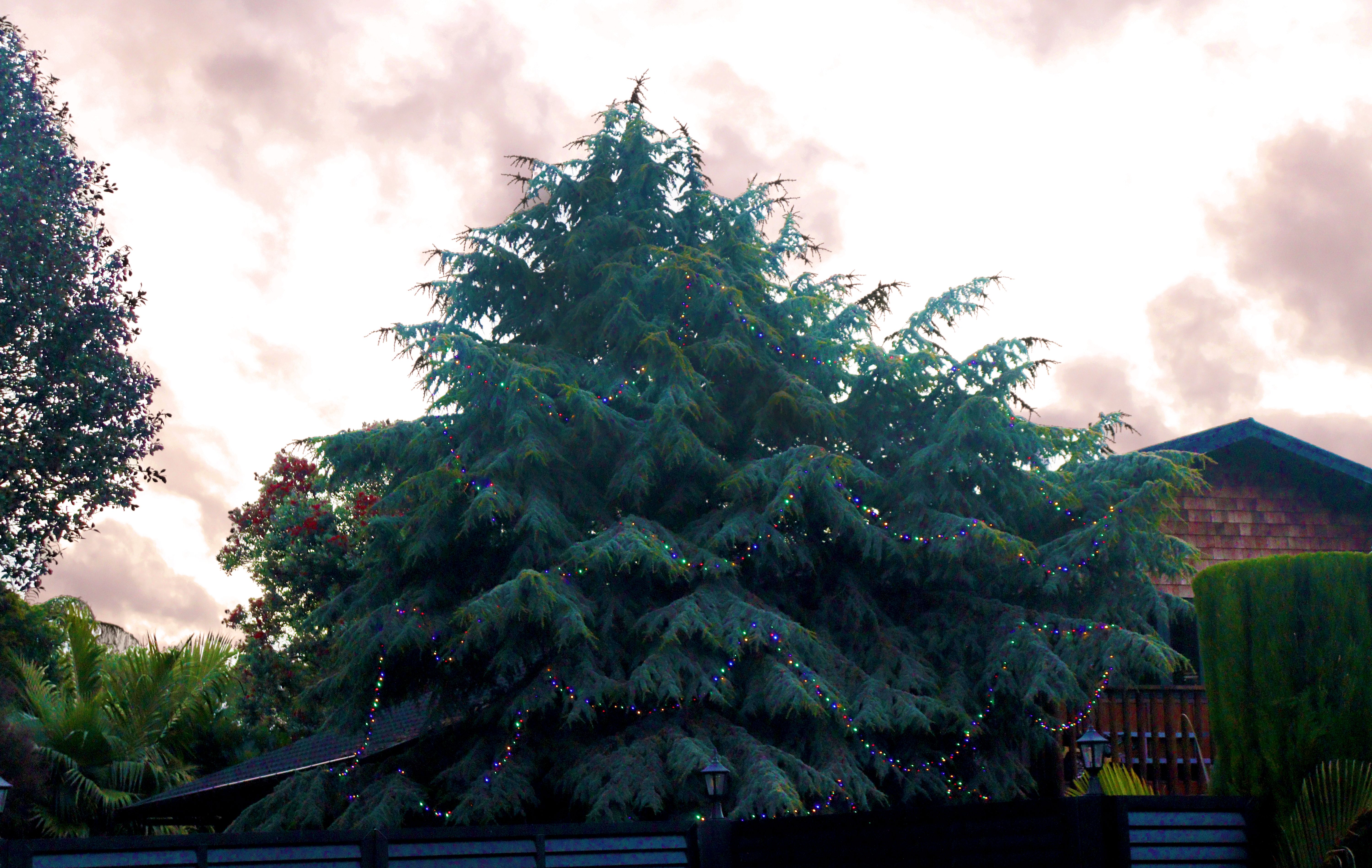 big-chrissy-tree | Waikanae Watch
