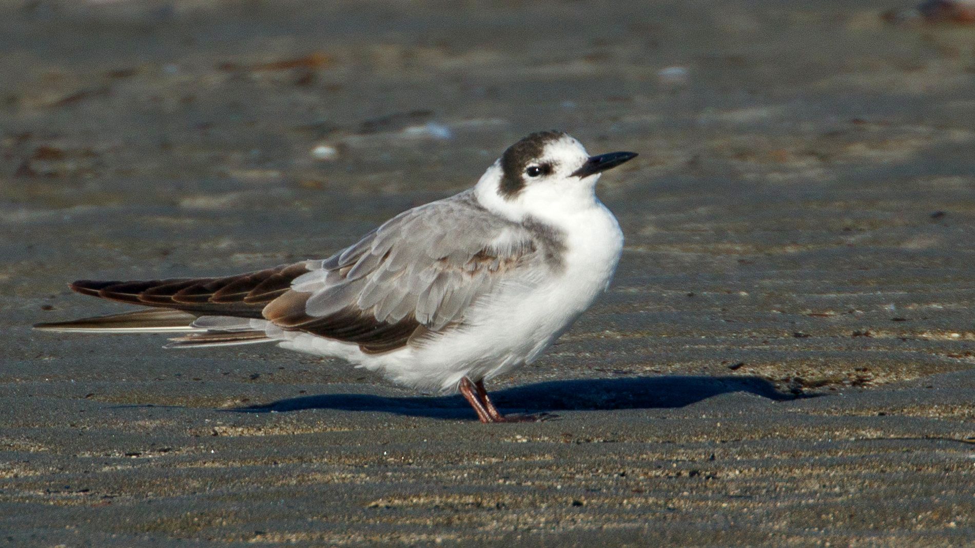 rare black tern spotted at the Waikanae Estuary | Waikanae Watch