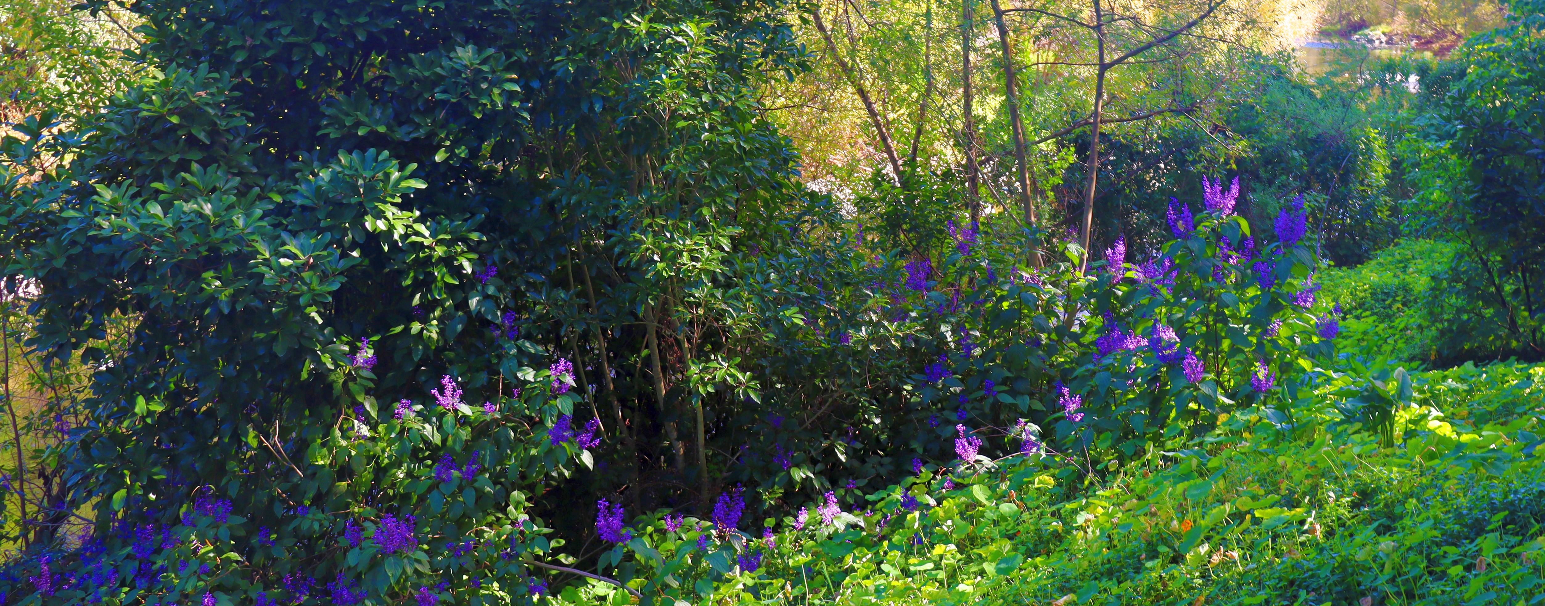 north-bank-violet-flowers-detail | Waikanae Watch