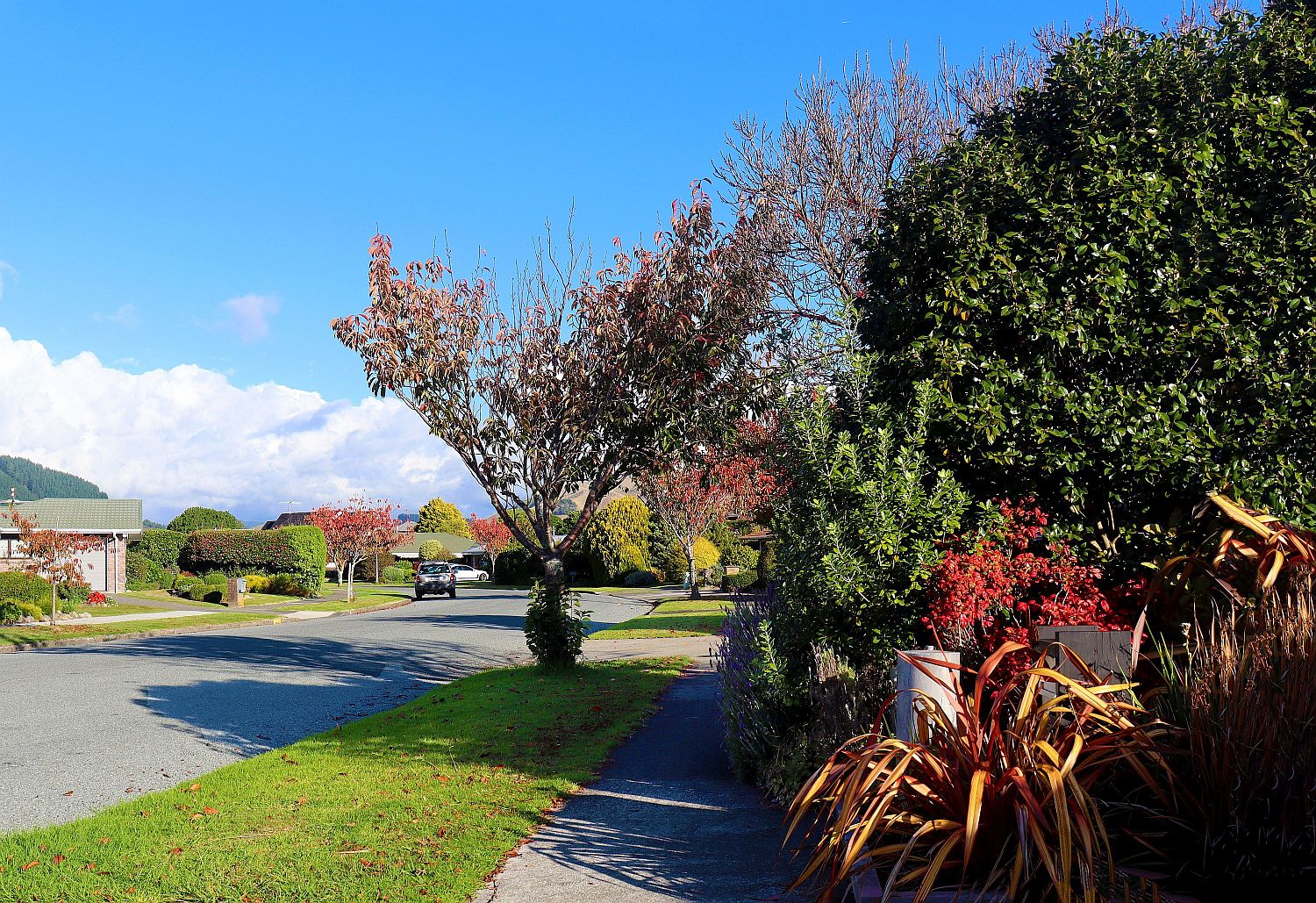 autumn colours, Awanui Drive | Waikanae Watch