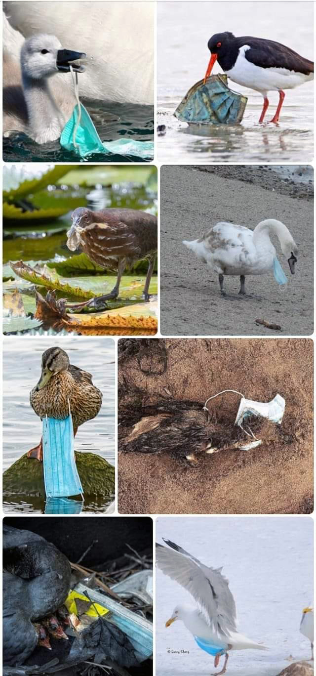 tragic consequences for wildlife from discarded face nappy pollution ...