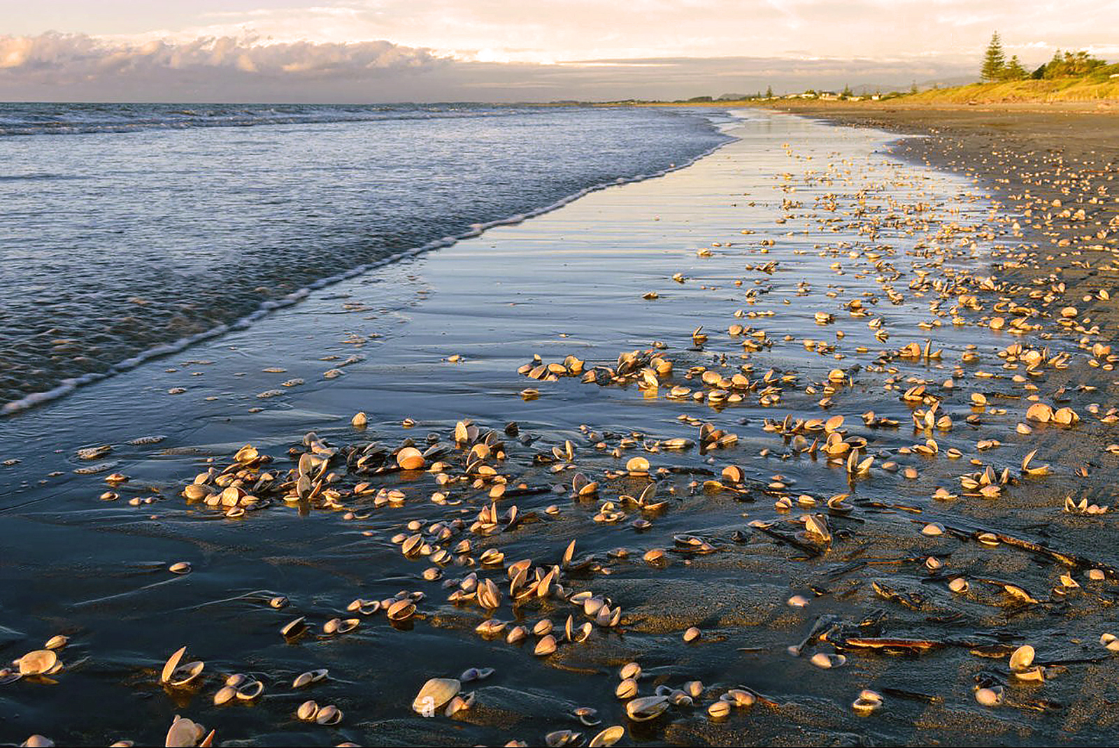 evening sun on Waikanae Beach shells | Waikanae Watch