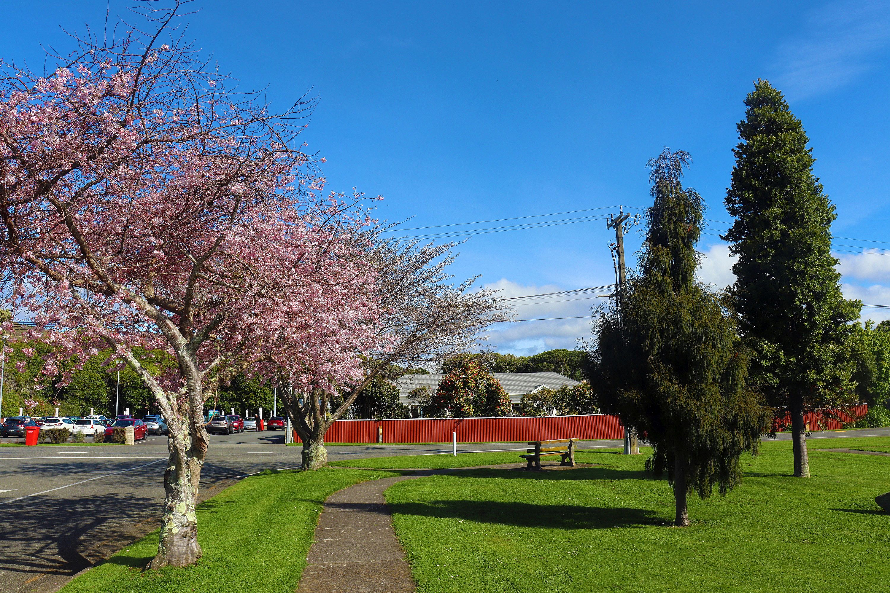 Spring trees by the Fire Station | Waikanae Watch