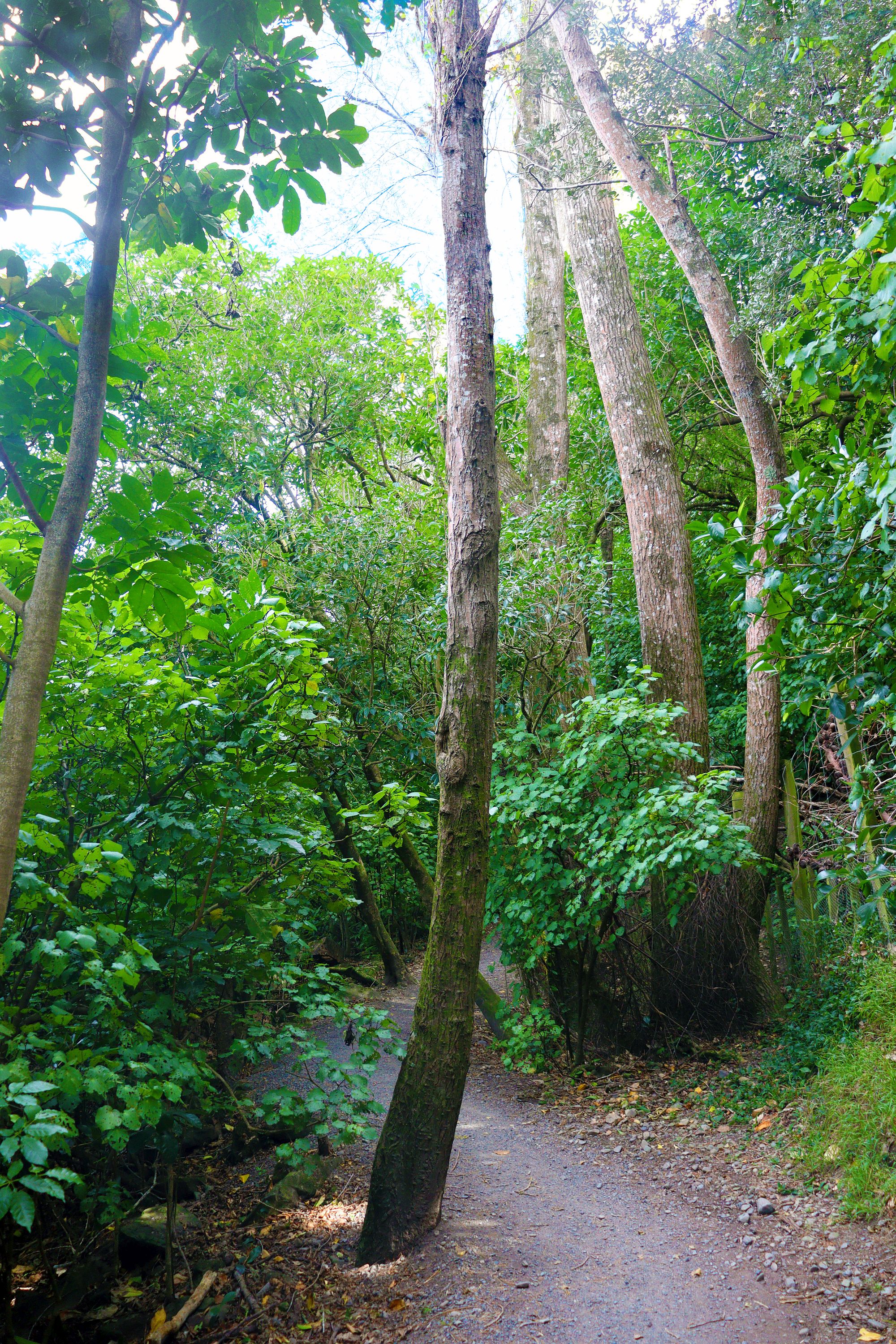tree trunk shapes on the north riverbank path | Waikanae Watch
