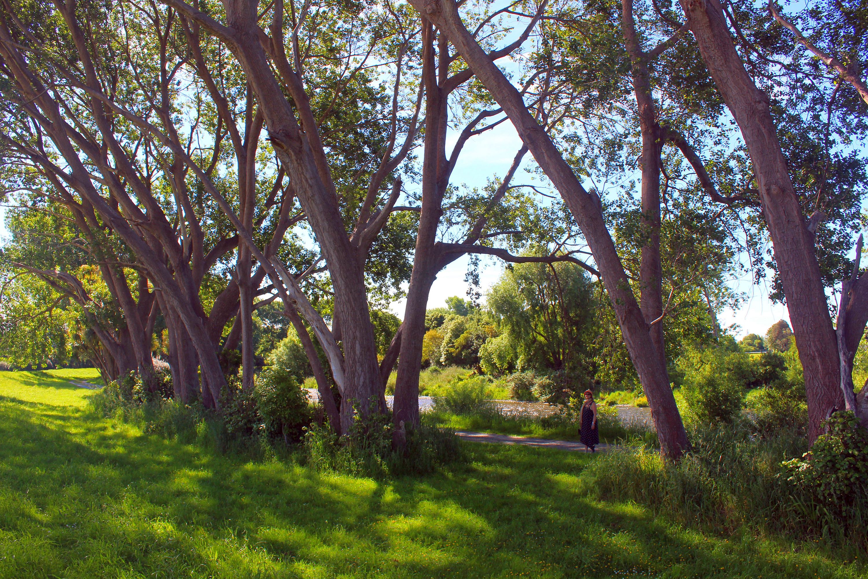 South riverbank trees | Waikanae Watch