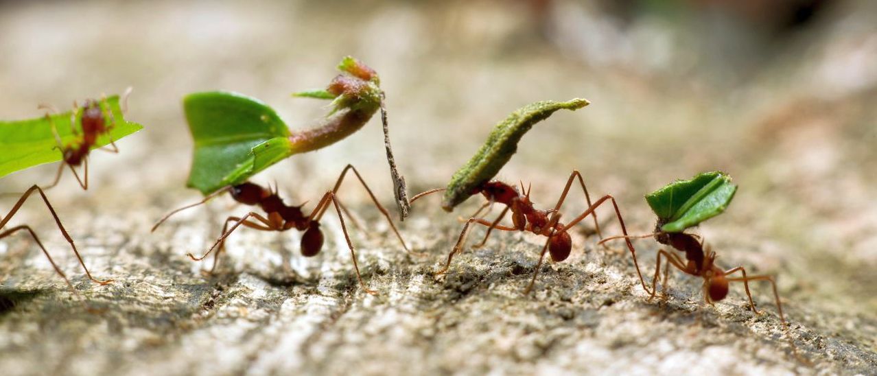 amusement: ants | Waikanae Watch