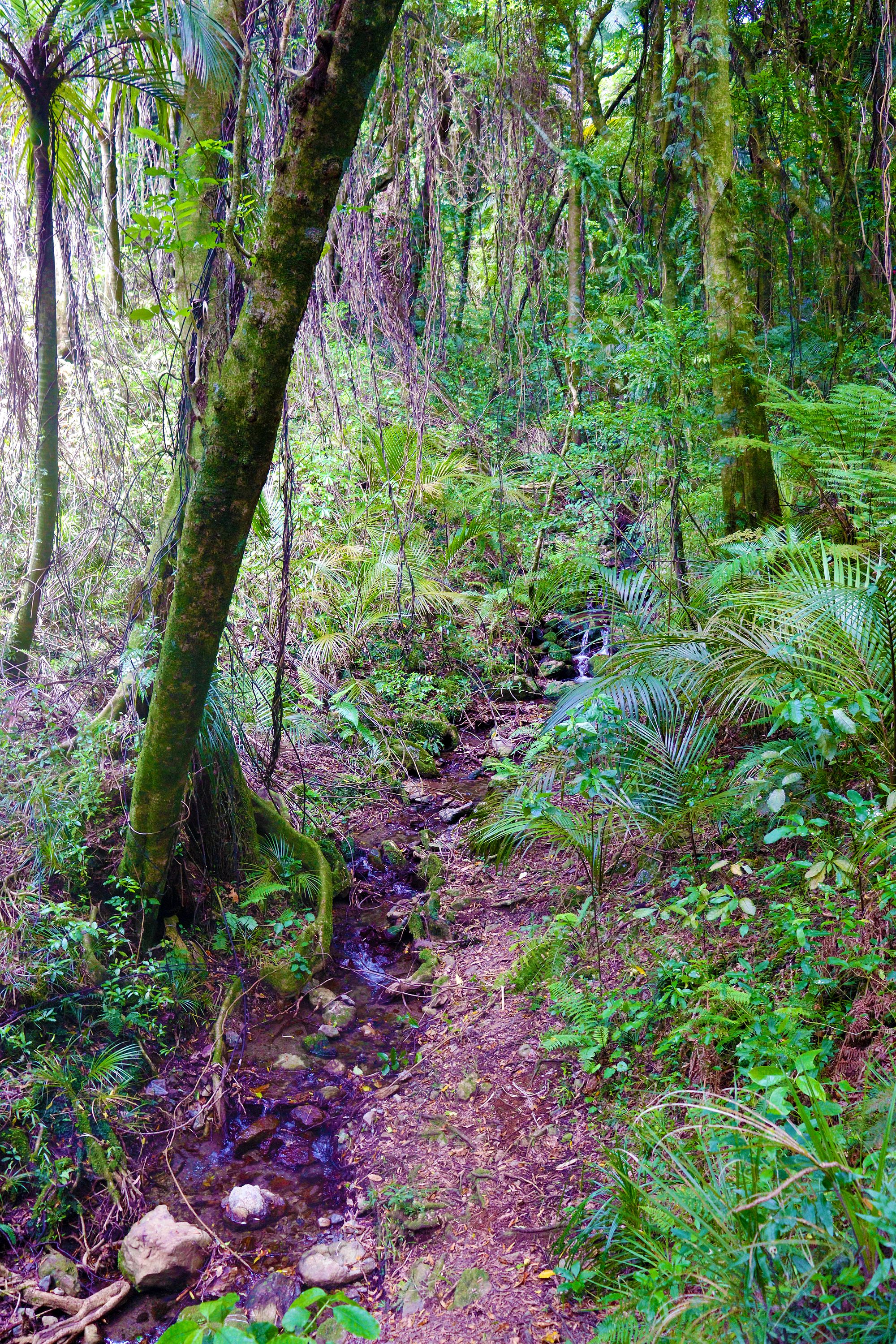 stream in the Hemi Matenga Reserve | Waikanae Watch
