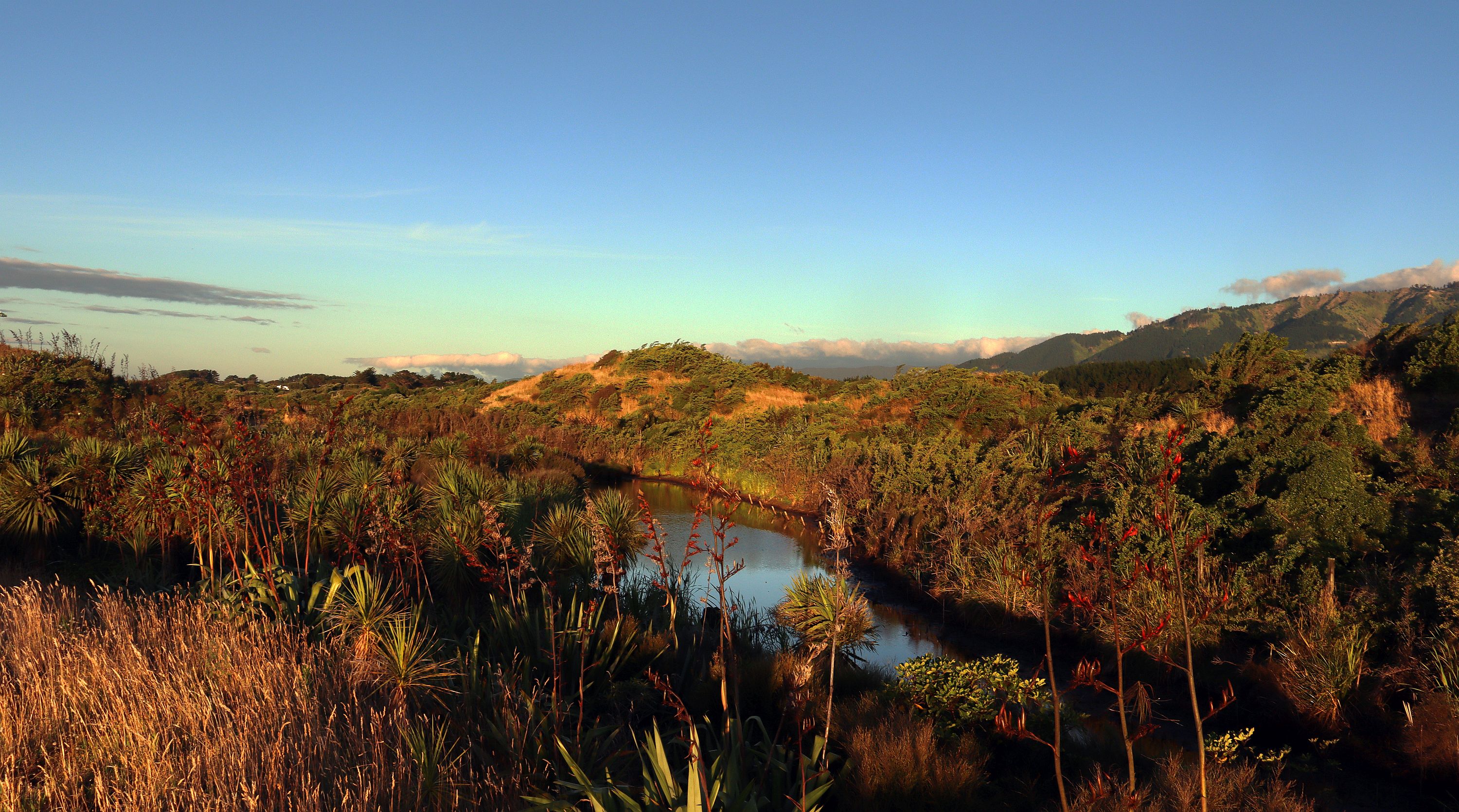 Pharazyn Reserve west side evening scene | Waikanae Watch