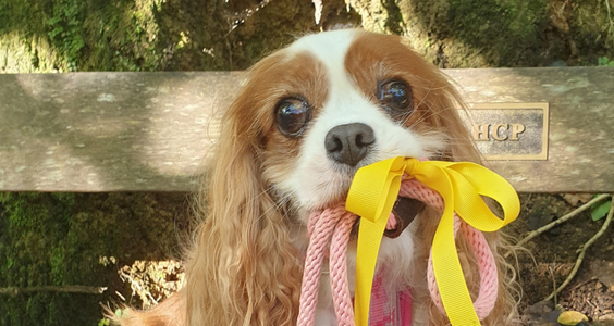 yellow ribbons for nervous dogs | Waikanae Watch