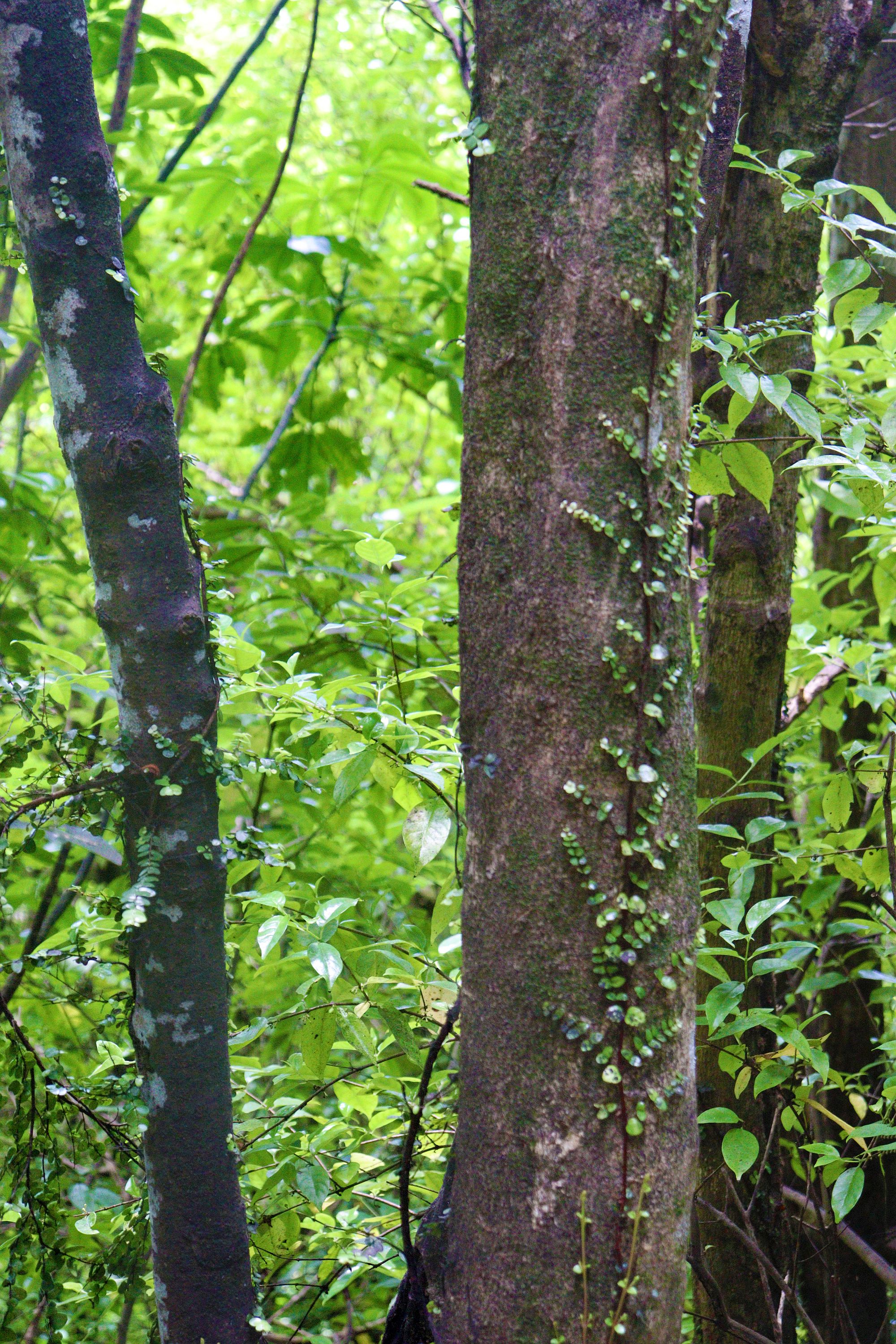climbing Rata vine, seen in Hemi Matenga Reserve | Waikanae Watch