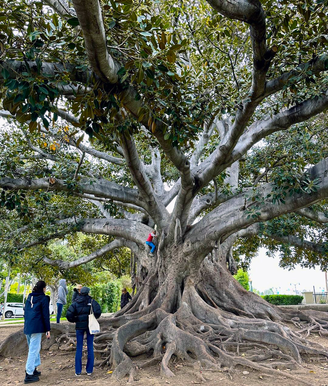 impressive Fig Tree in Beverly Hills, L.A. | Waikanae Watch