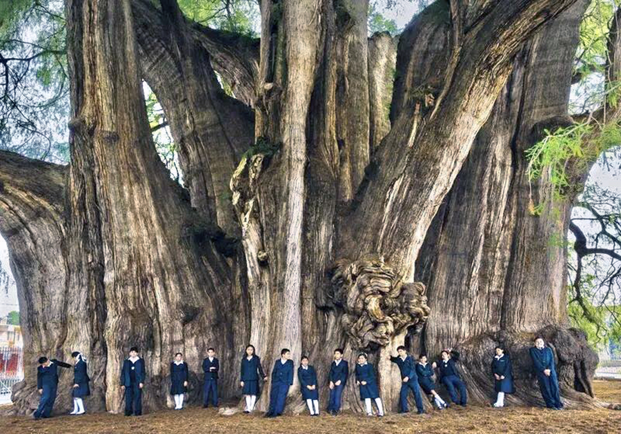 a giant old tree: the ‘Arbol del Tule’, Mexico | Waikanae Watch
