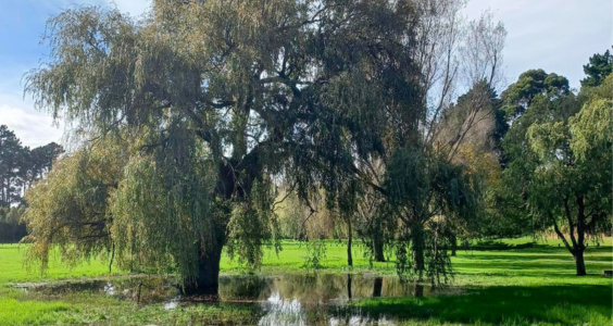 water level damage to willow tree roots in Otaihanga Domain means it will be removed | Waikanae ...
