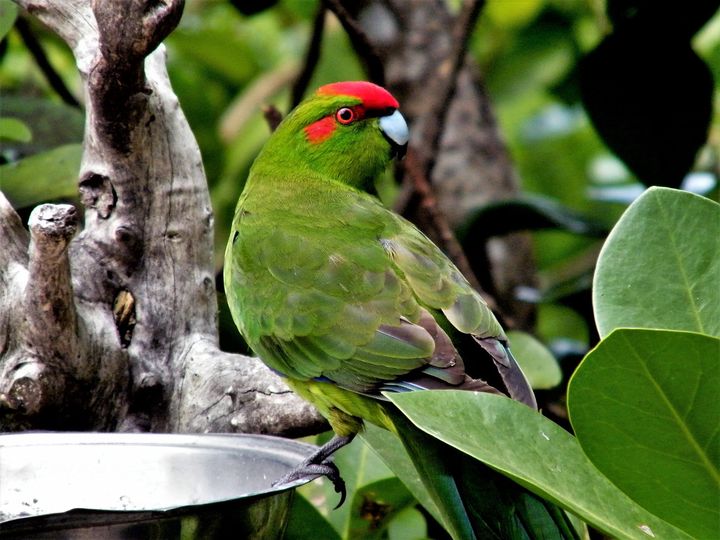 Red-crowned parakeet/Kākāriki on Motungarara Island (near Kapiti Island ...