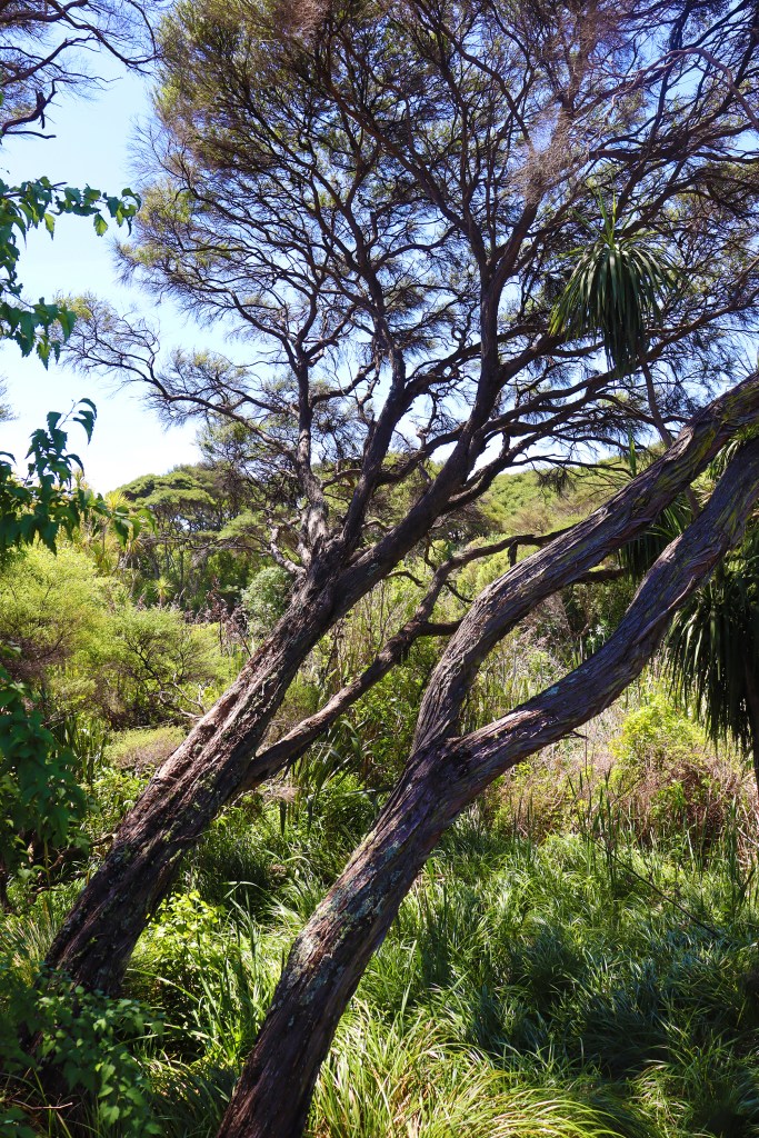 Kanuka trees, Waikanae | Waikanae Watch