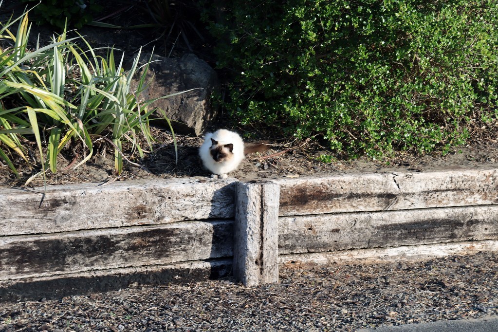 Queens Road frontage fluffy toy | Waikanae Watch